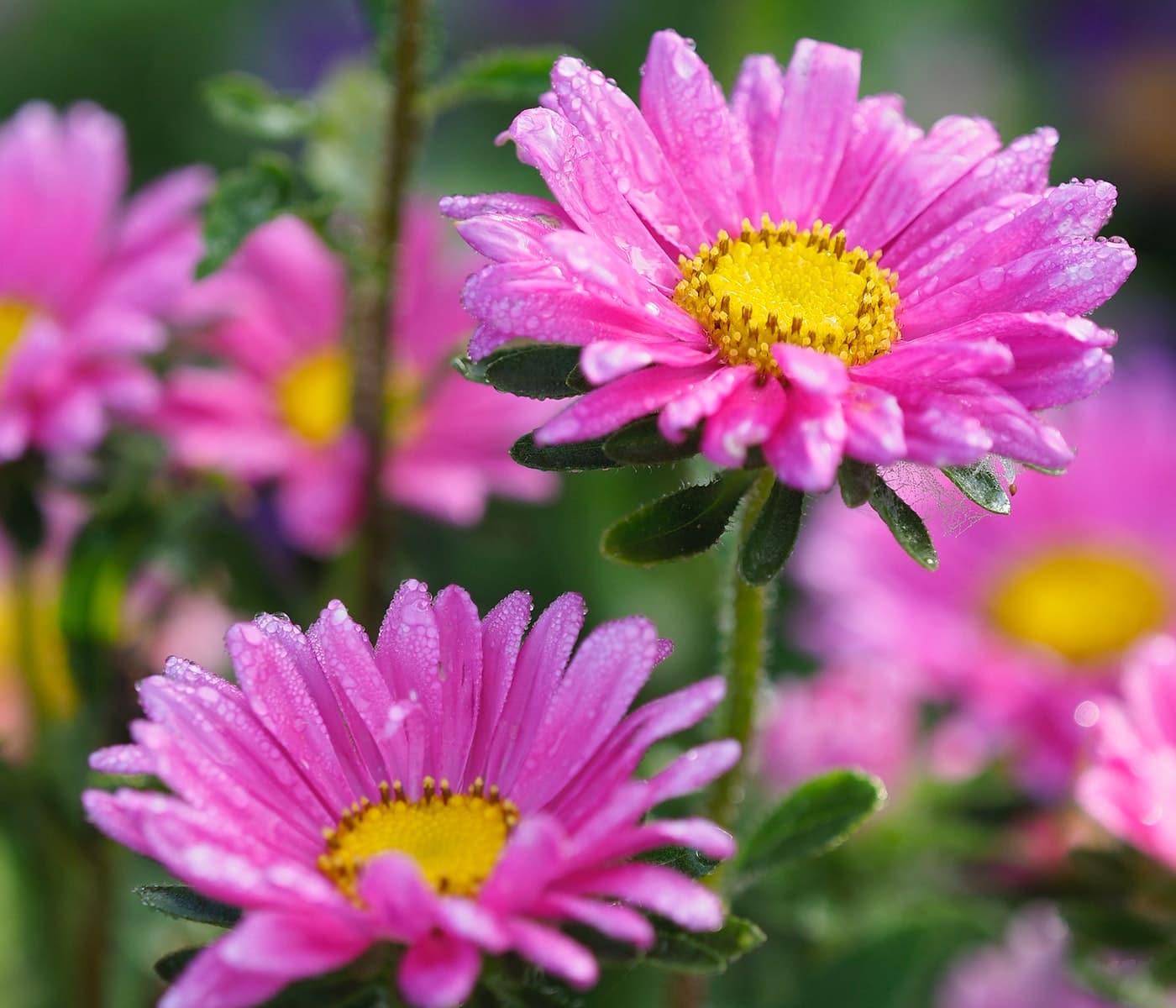 Comment ajouter une lightbox React à votre site Web : le guide ultime